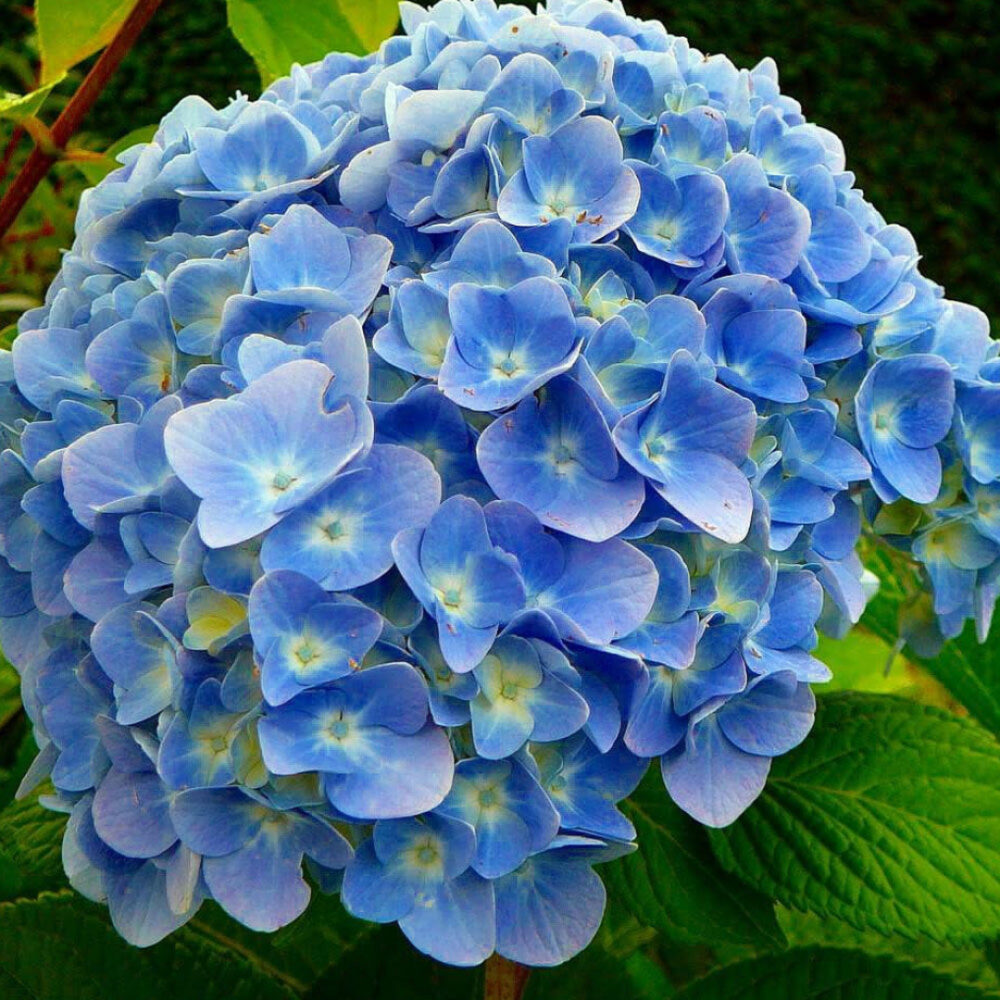 Hydrangea 'Nikko Blue' - Patuxent Nursery