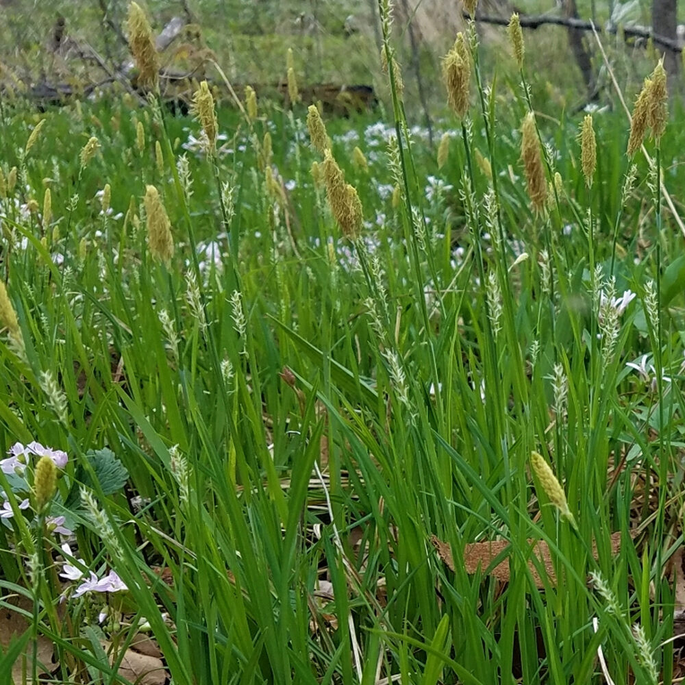 Carex 'Woodii' - Patuxent Nursery