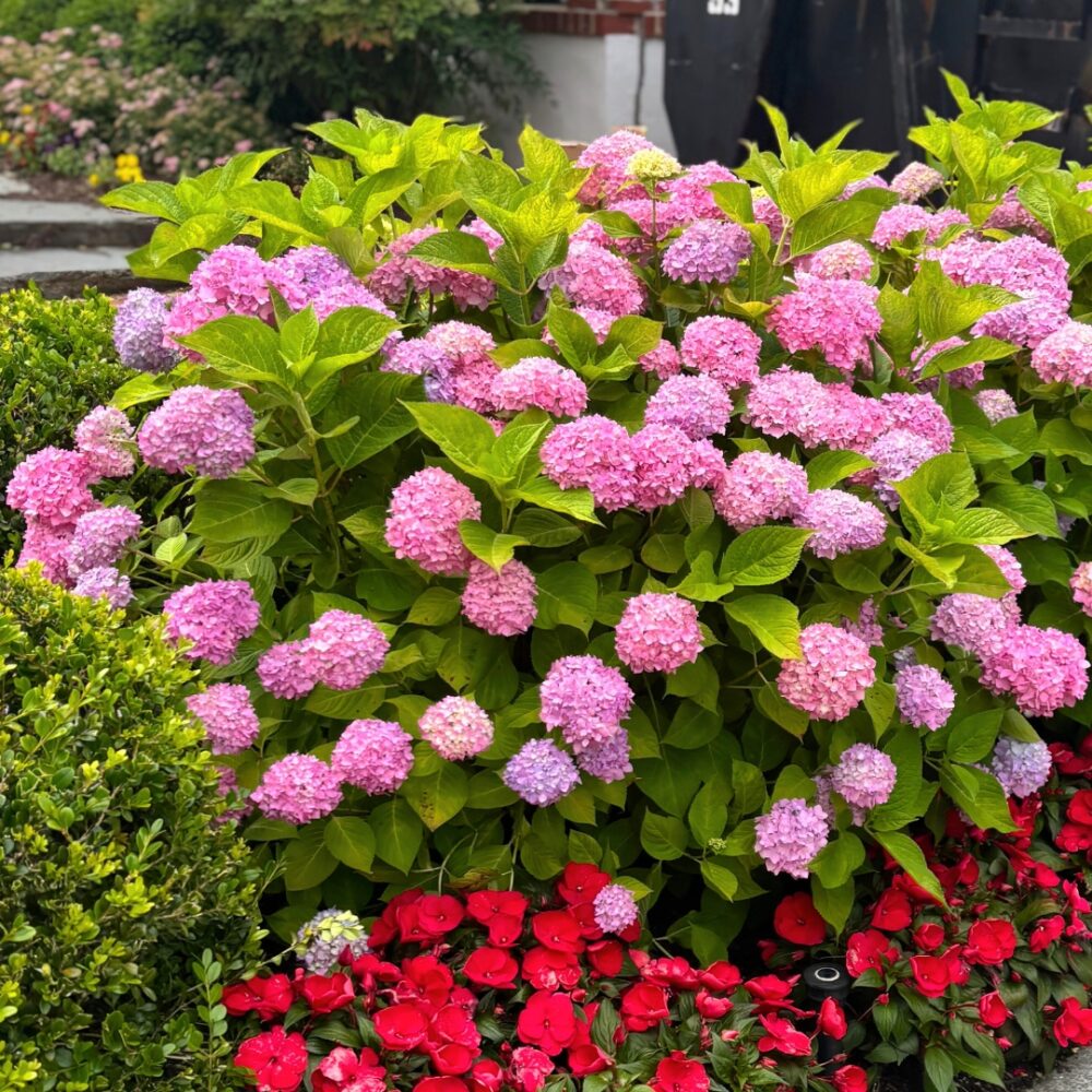 Hydrangea 'Endless Summer' - Patuxent Nursery