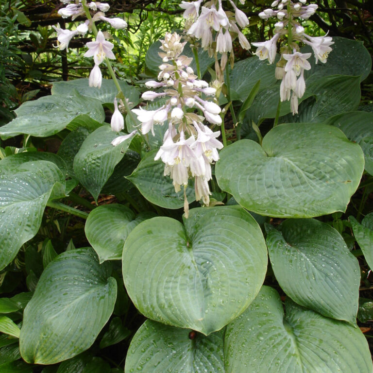 Hosta 'Elegans' - Patuxent Nursery