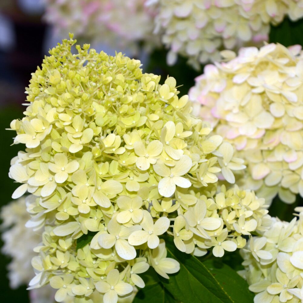 Hydrangea 'Little Lime' - Patuxent Nursery