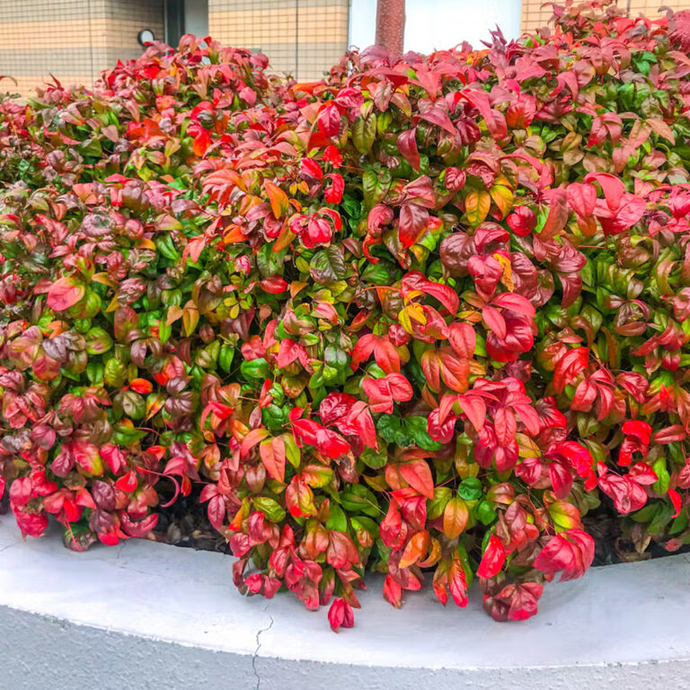Nandina 'Firepower' - Patuxent Nursery