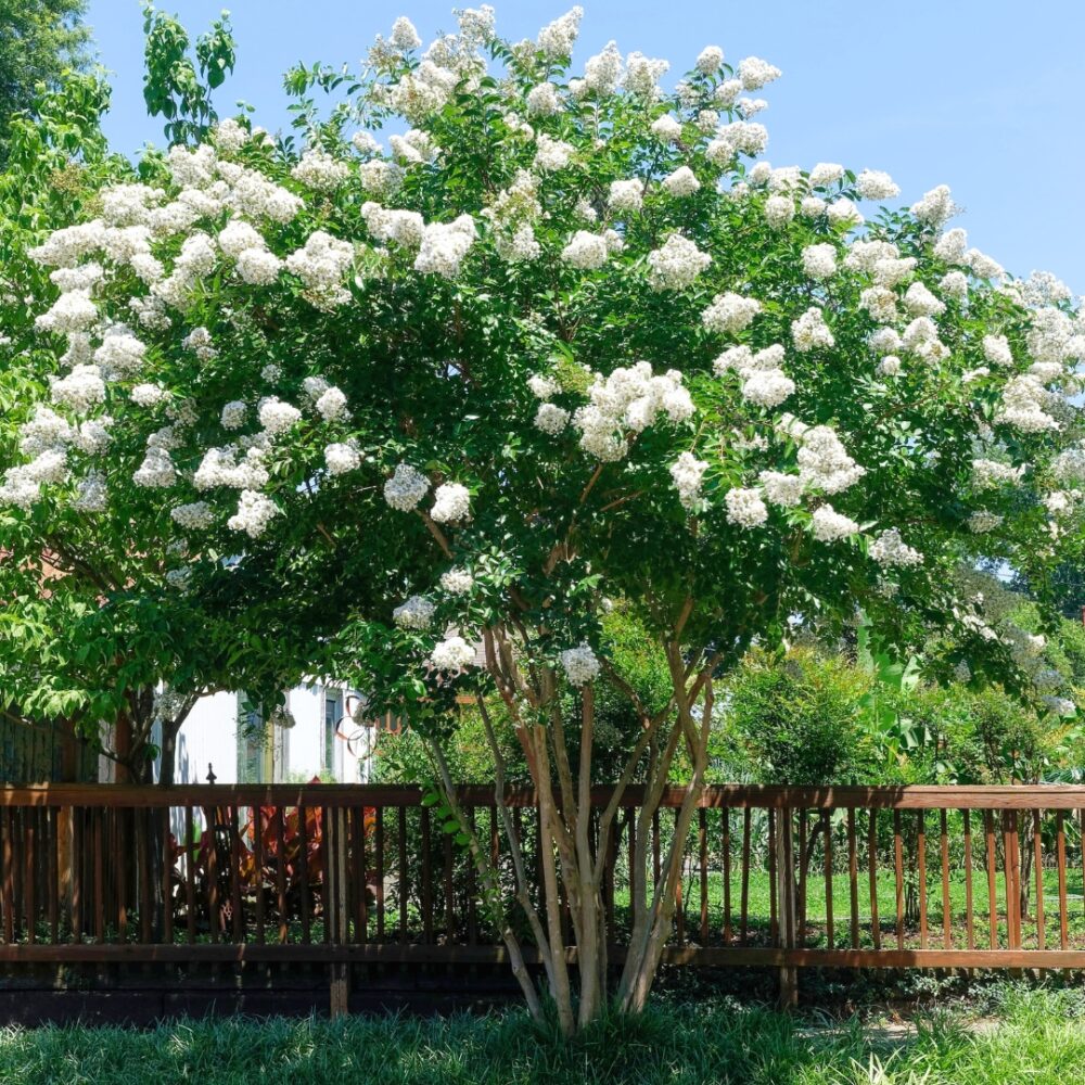 Crape Myrtle 'Natchez' - Patuxent Nursery