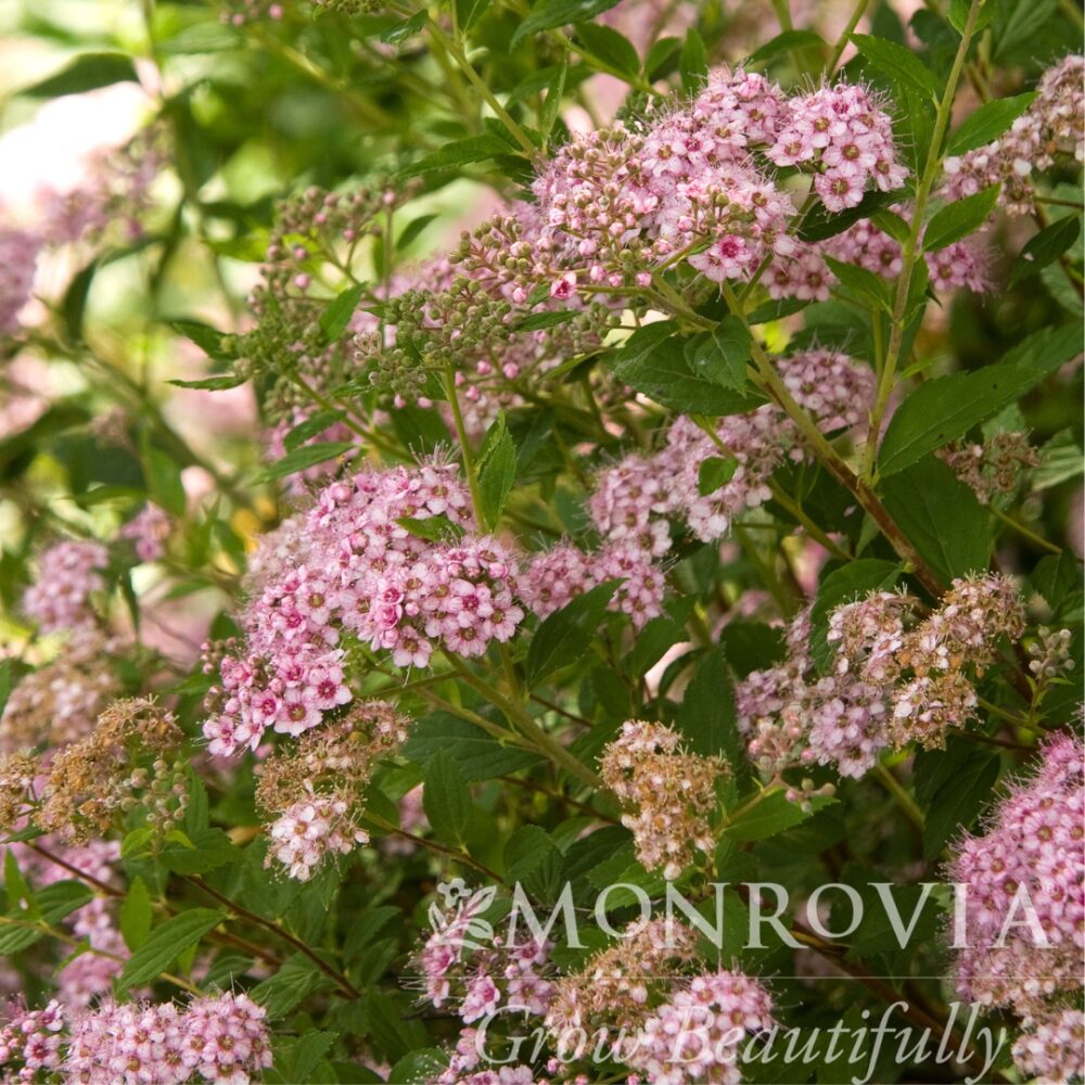 Spirea 'Little Princess' - Patuxent Nursery