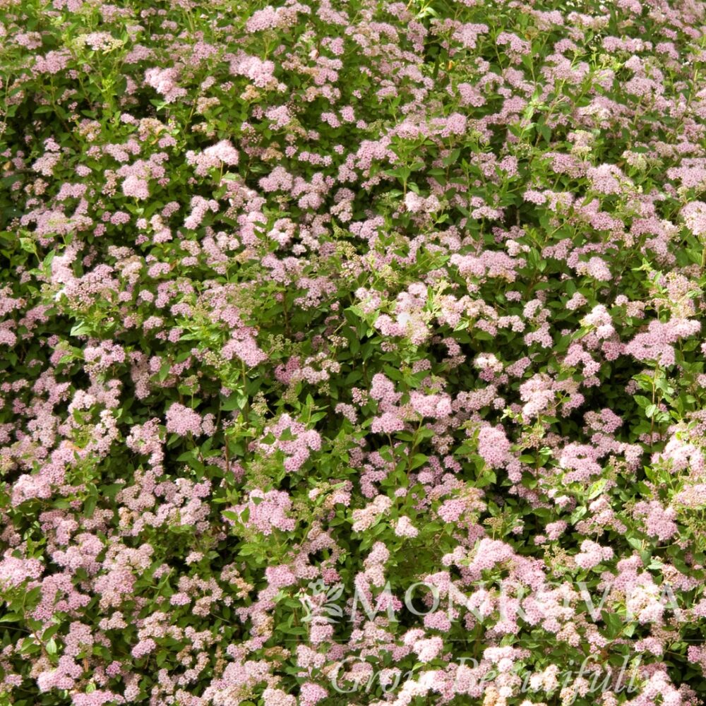Spirea 'Little Princess' - Patuxent Nursery