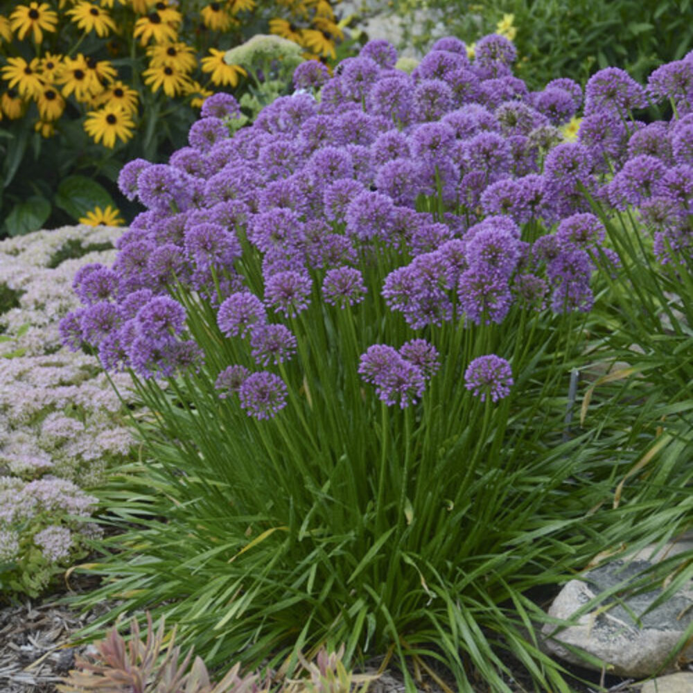 Allium 'Millenium' - Patuxent Nursery