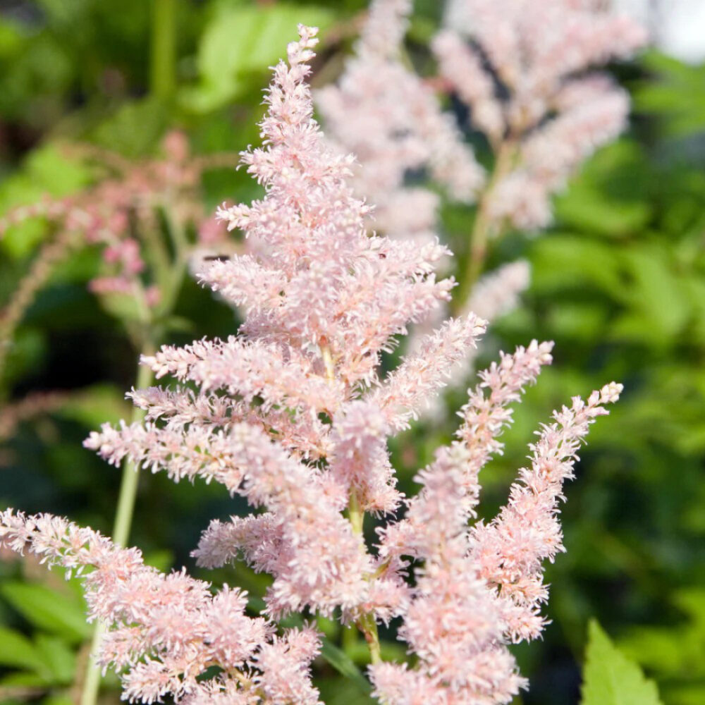Astilbe 'Peach Blossom' - Patuxent Nursery