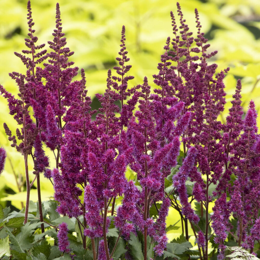 Astilbe 'Vision in Red' - Patuxent Nursery