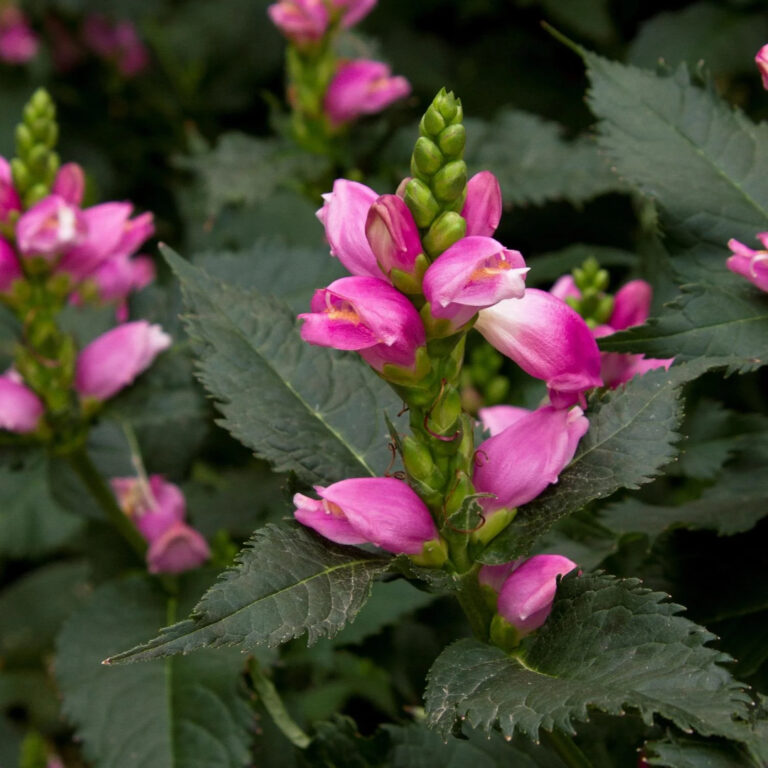 Turtlehead 'Hot Lips' - Patuxent Nursery