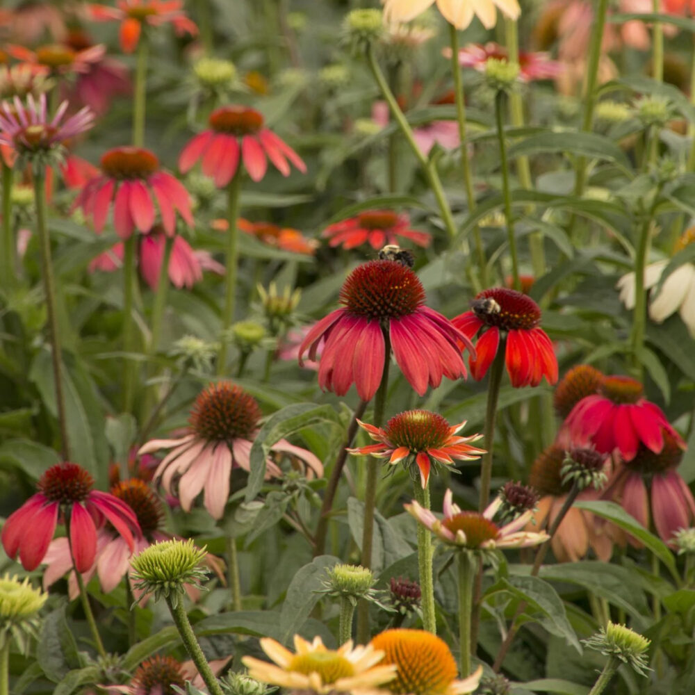 Echinacea 'Cheyenne Spirit' - Patuxent Nursery