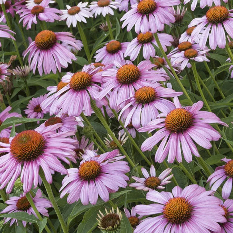 Echinacea 'Magnus' - Patuxent Nursery