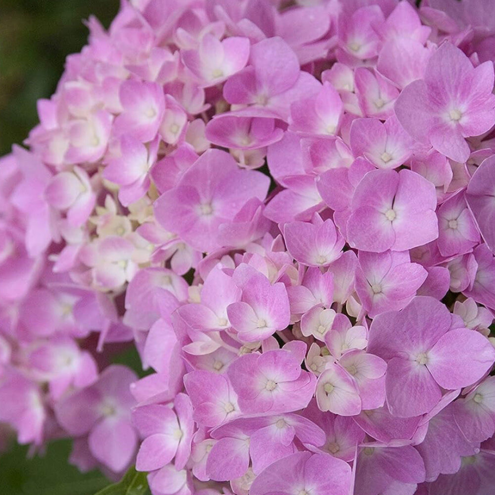 Hydrangea 'Endless Summer' - Patuxent Nursery