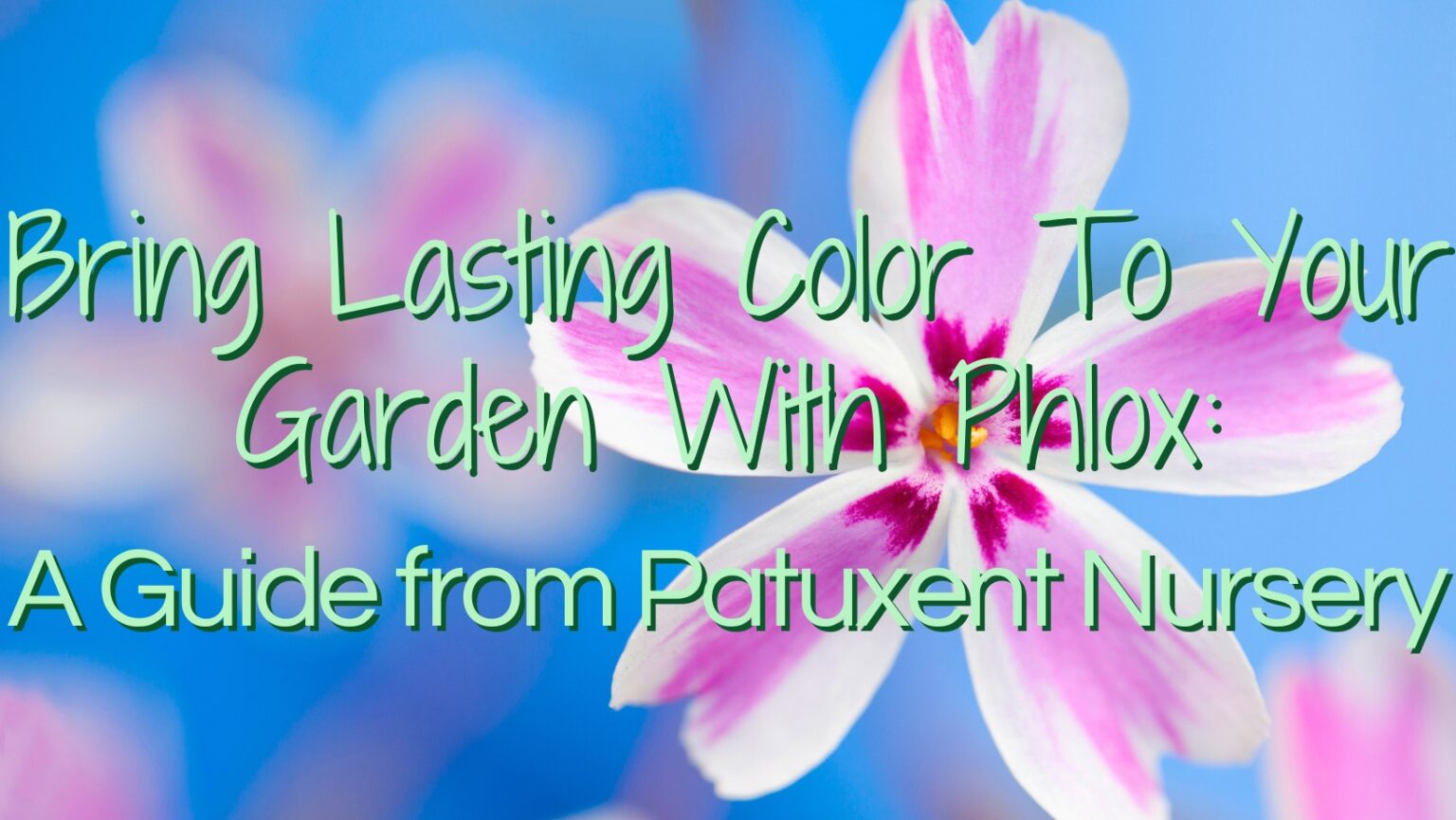 Bring Lasting Color to Your Garden with Phlox - Patuxent Nursery