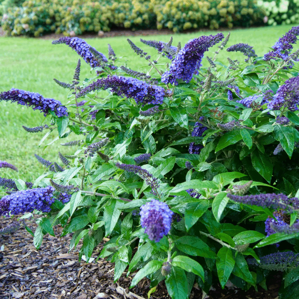 Butterfly Bush Pugster Blue - Patuxent Nursery