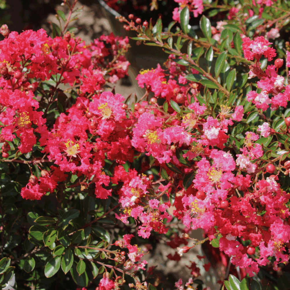 Crape Myrtle 'Cherry Dazzle' - Patuxent Nursery