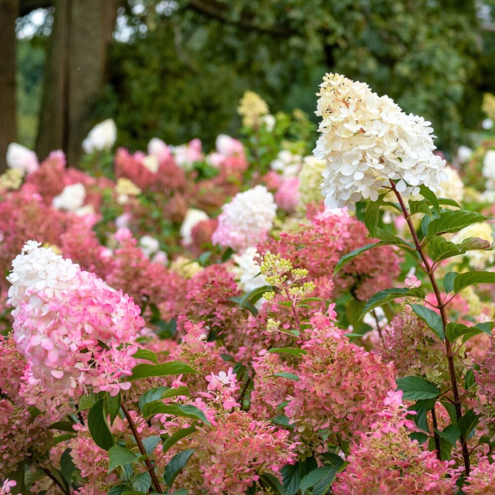 Hydrangea 'Strawberry Sundae' - Patuxent Nursery