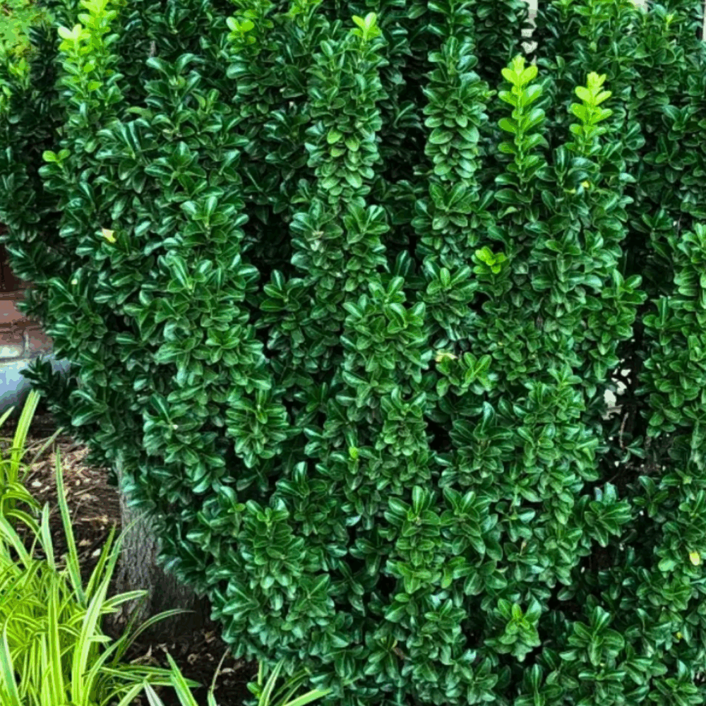 Euonymus 'Greenspire' - Patuxent Nursery