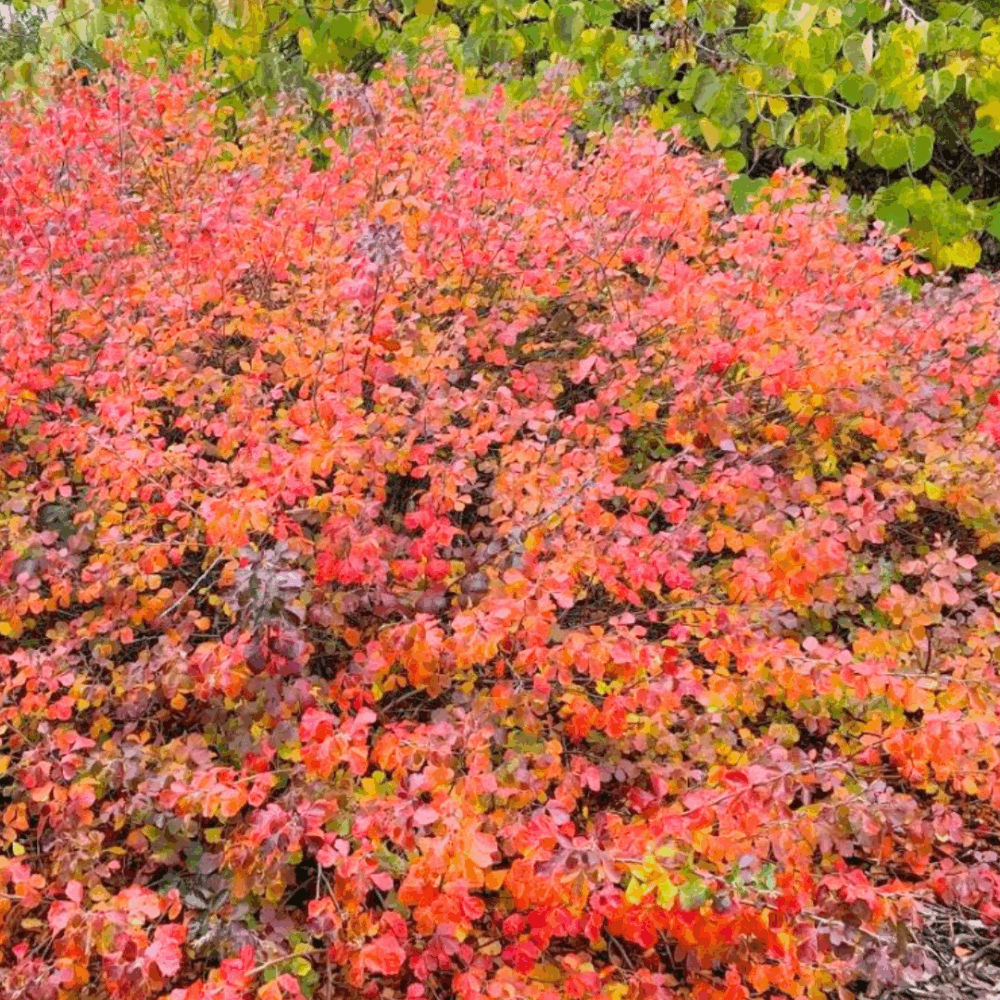 Sumac ‘Gro Low’ - Patuxent Nursery