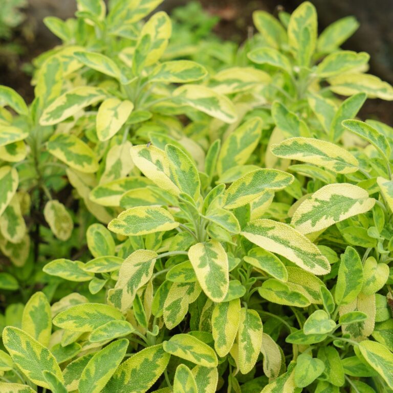 Golden Sage - Patuxent Nursery