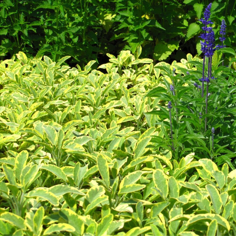 Golden Sage - Patuxent Nursery
