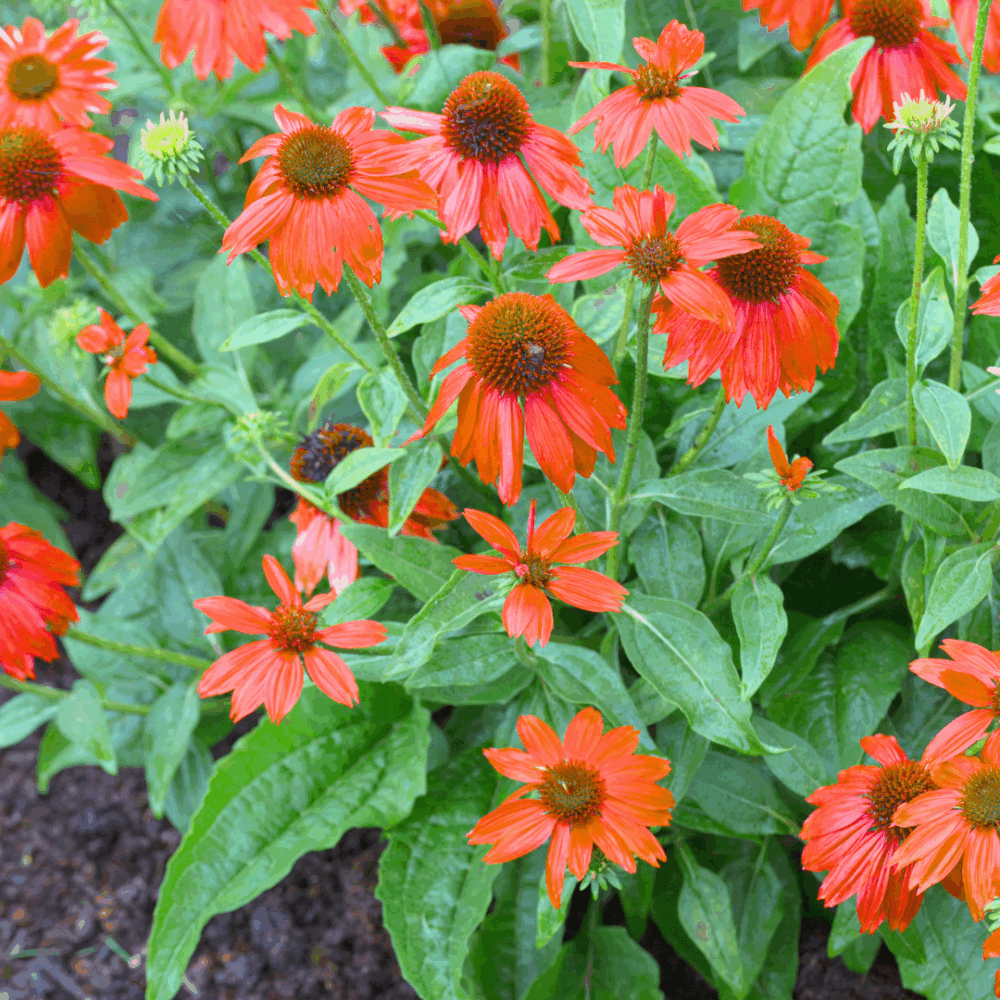 Echinacea Sombrero Salsa Red - Patuxent Nursery