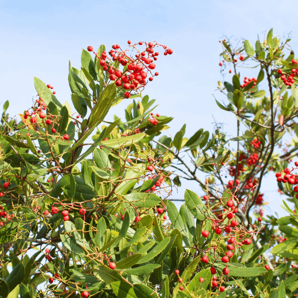 Red Chokeberry - Patuxent Nursery