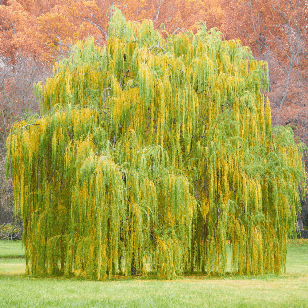 Niobe Golden Weeping Willow - Patuxent Nursery