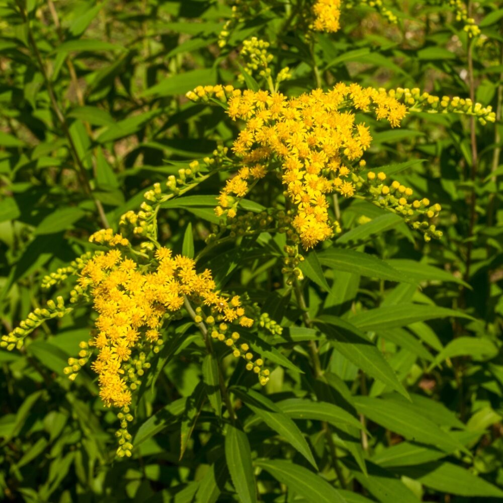Goldenrod Solar Cascade - Patuxent Nursery