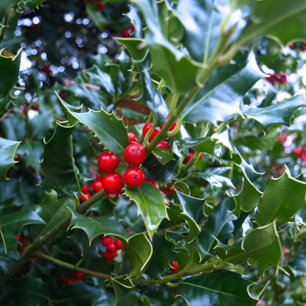 Satyr Hill American Holly - Patuxent Nursery